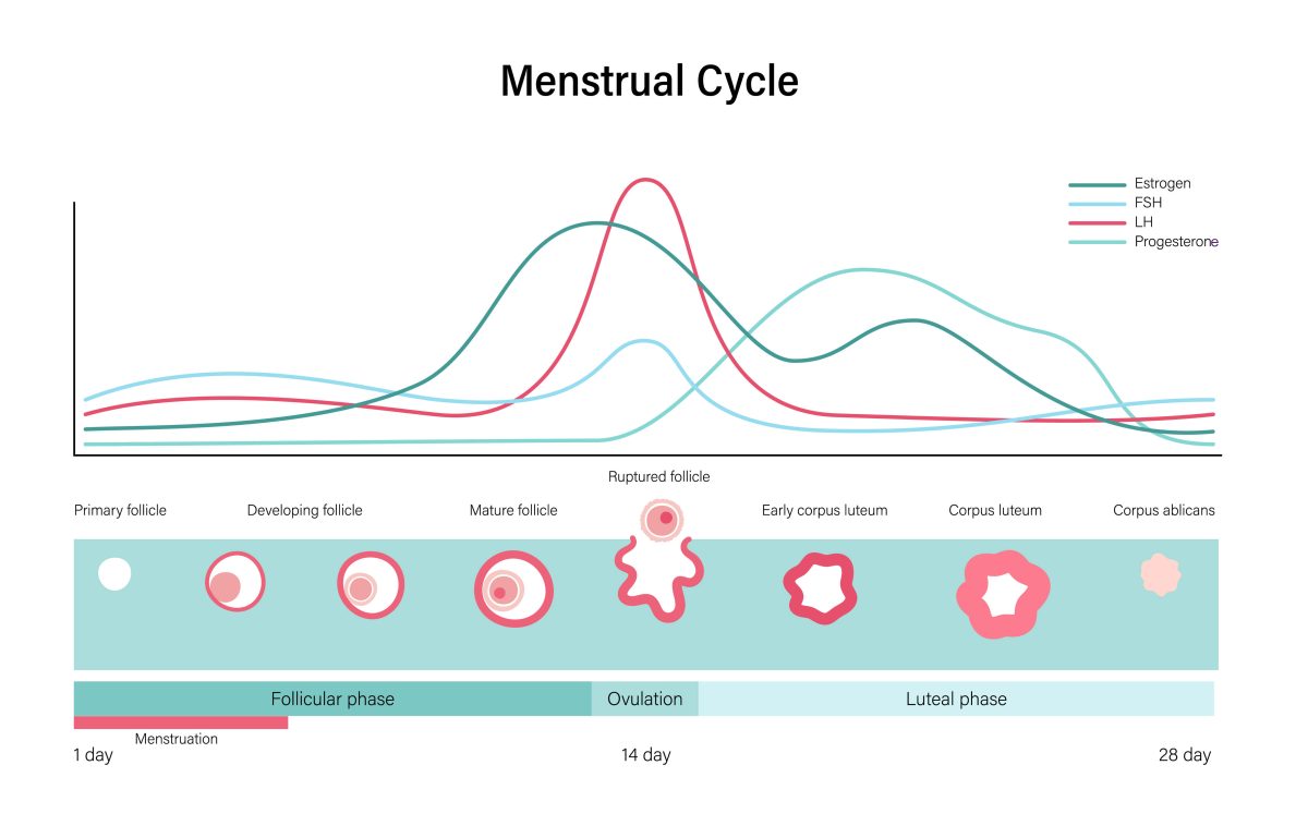 Understanding Your Menstrual Cycle: What's Happening, and Why Does it ...